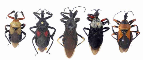 Apiomerus banner | Heteropteran Systematics Lab