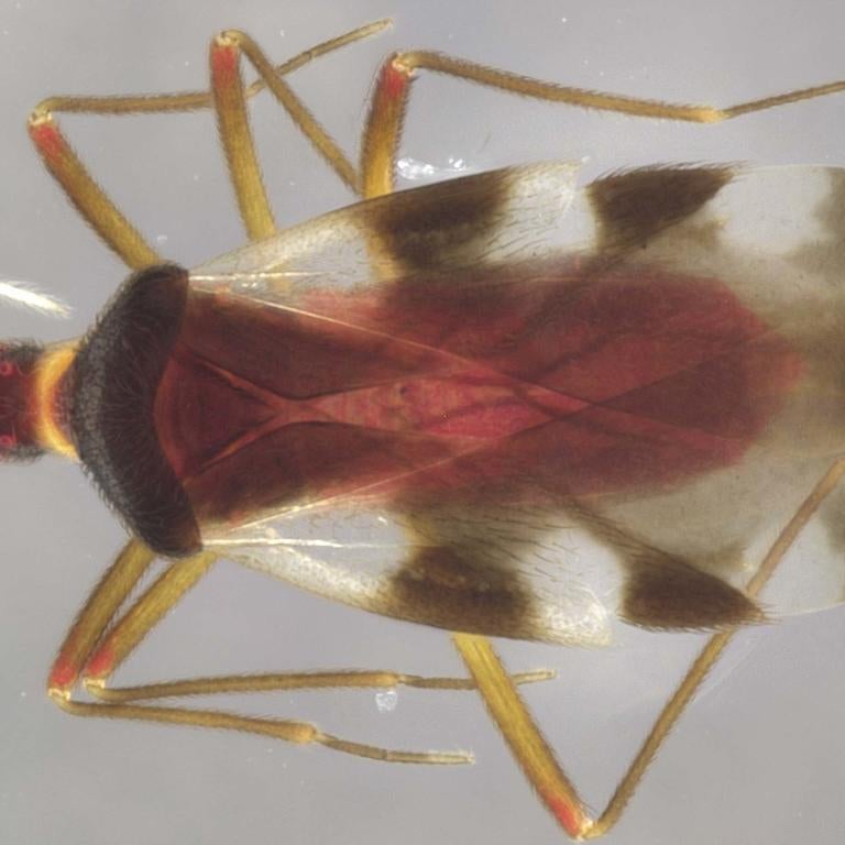 Heteropteran Systematics Lab | Department of Entomology