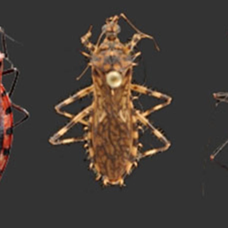 Heteropteran Systematics Lab | Department of Entomology